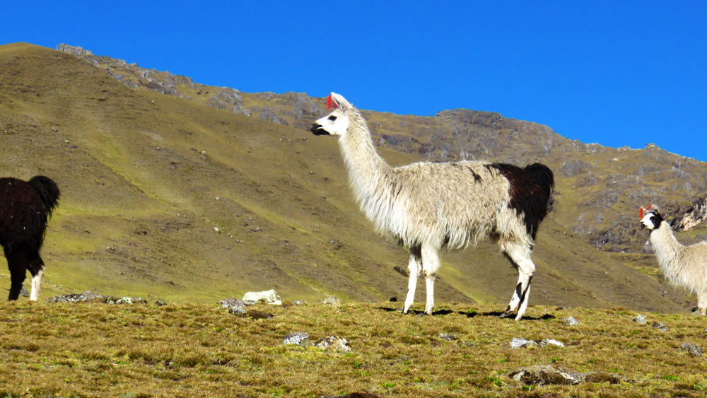 Lares Trek to Machu Picchu 4 days, Salt Mines tour Included 🥇